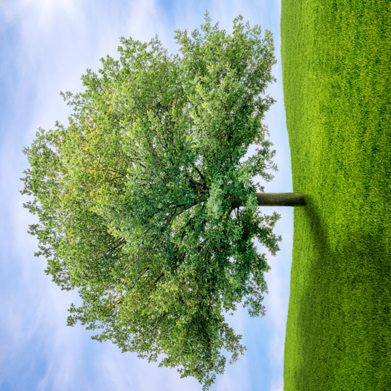 Sideways World Dream | REMelations